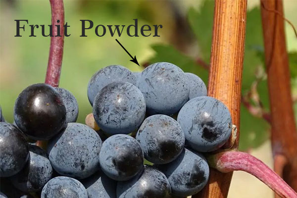 AGROW|How to Bag Grapes Properly?