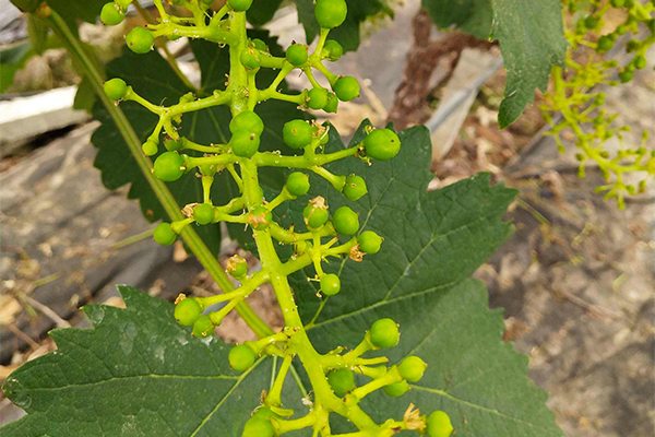 AGROW|What are the Stages of Grape Berry Development?