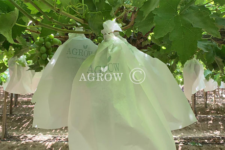 Quality Grape Growing Bags Manufacturer and Supplier from China | AGROW