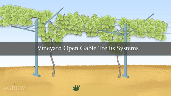 AGROW|Relevant Science Popularization of Trellis System Suitable for ...
