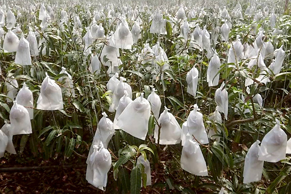 AGROW|Bagging Of Mango Influences Fruit Quality
