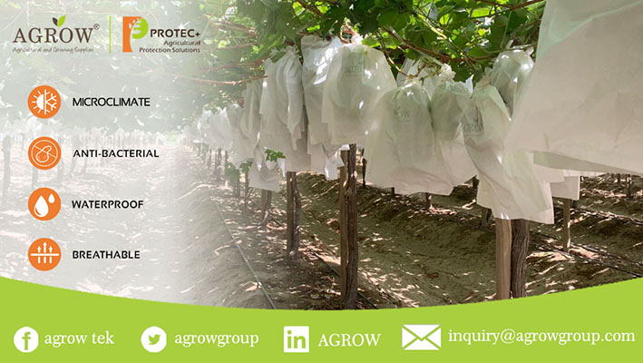 AGROW|How to Choose Grape Growing Bags