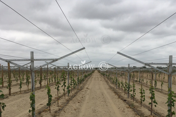 Quality Vineyard Open Gable Trellis System Manufacturer and Supplier ...