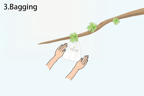 AGROW|What are We Need to Know when Using Paper Fruit Bags?