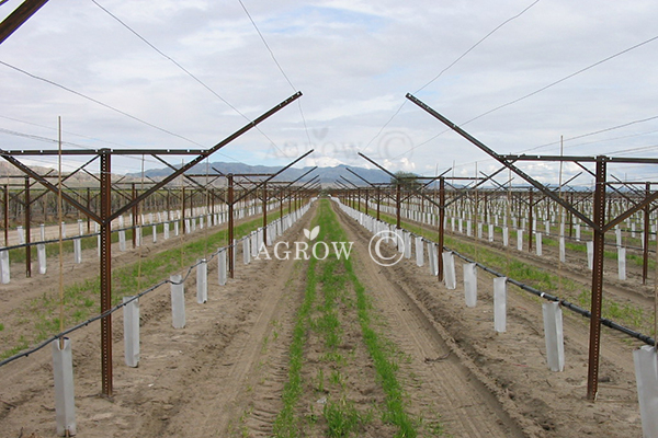Quality Vineyard Open Gable Trellis System Manufacturer and Supplier ...