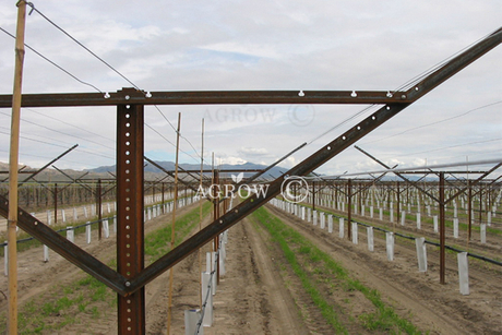 Quality Vineyard Open Gable Trellis System Manufacturer and Supplier ...