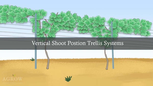 AGROW|Relevant Science Popularization of Trellis System Suitable for ...